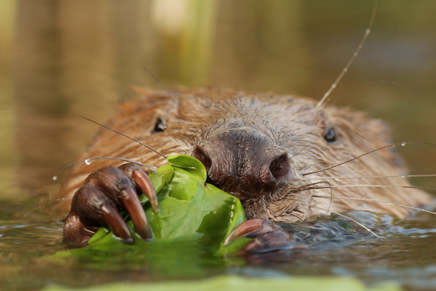 Julien Arbez photographe - Article de blog - Castor, Martin et Compagnie