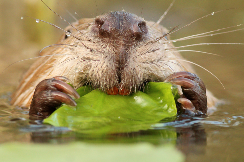 Julien Arbez photographe - Article de blog - Castor, Martin et Compagnie