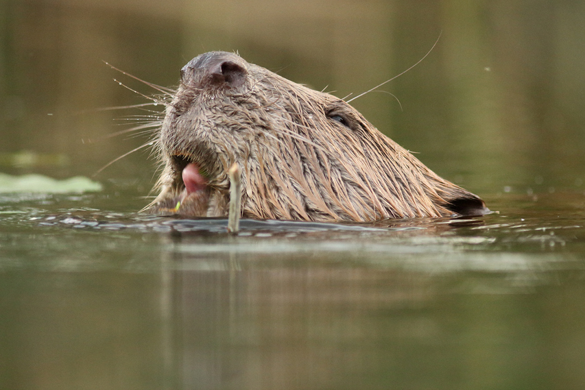 Julien Arbez photographe - Article de blog - Castor, Martin et Compagnie