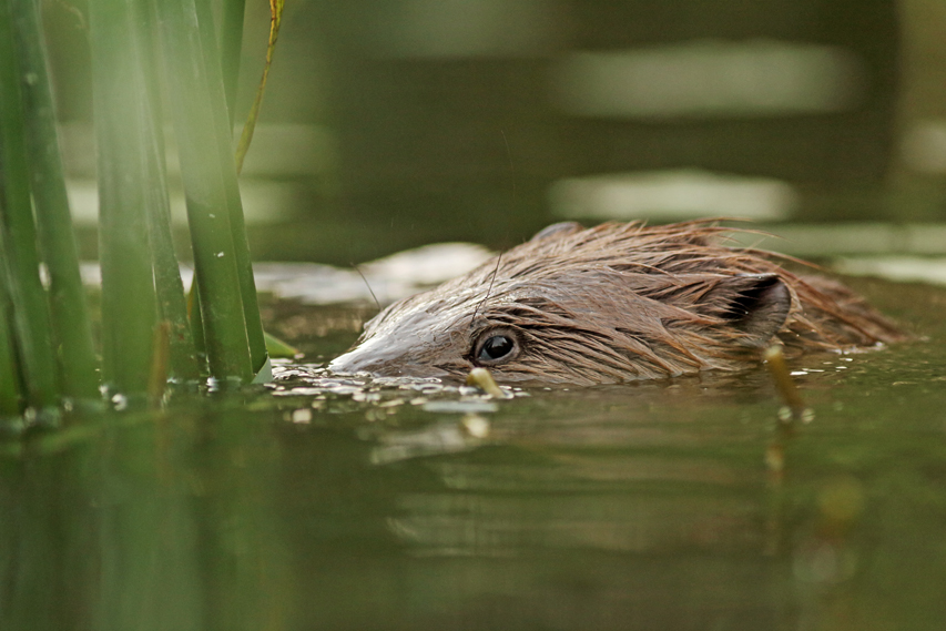 Julien Arbez photographe - Article de blog - Castor, Martin et Compagnie